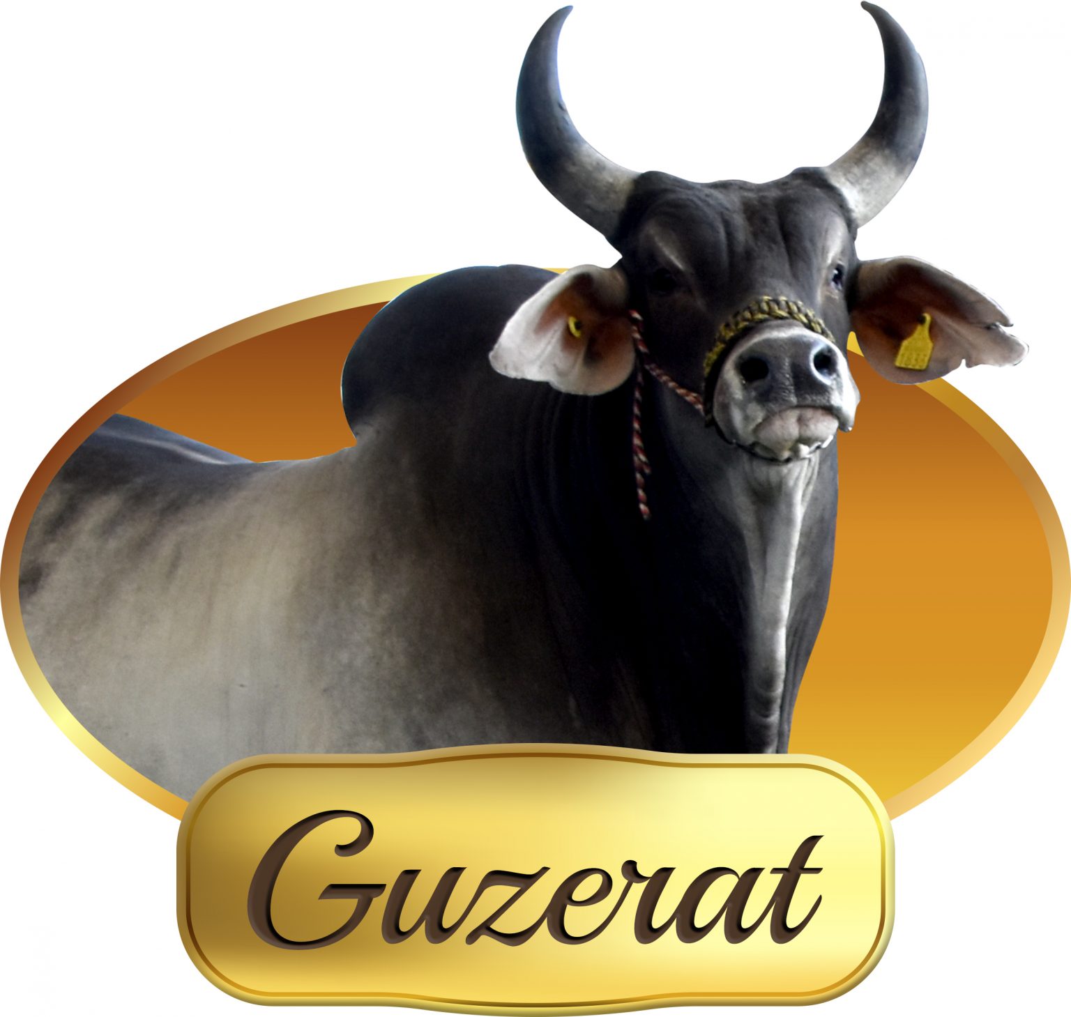 Guzerat | Asociación Mexicana de Criadores de Cebu