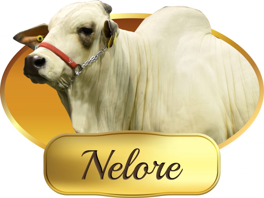 Nelore | Asociación Mexicana de Criadores de Cebu