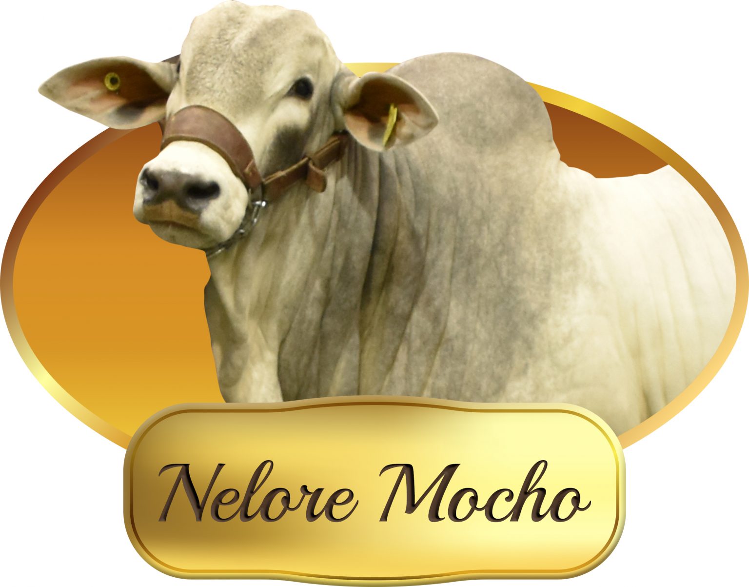 Nelore | Asociación Mexicana de Criadores de Cebu