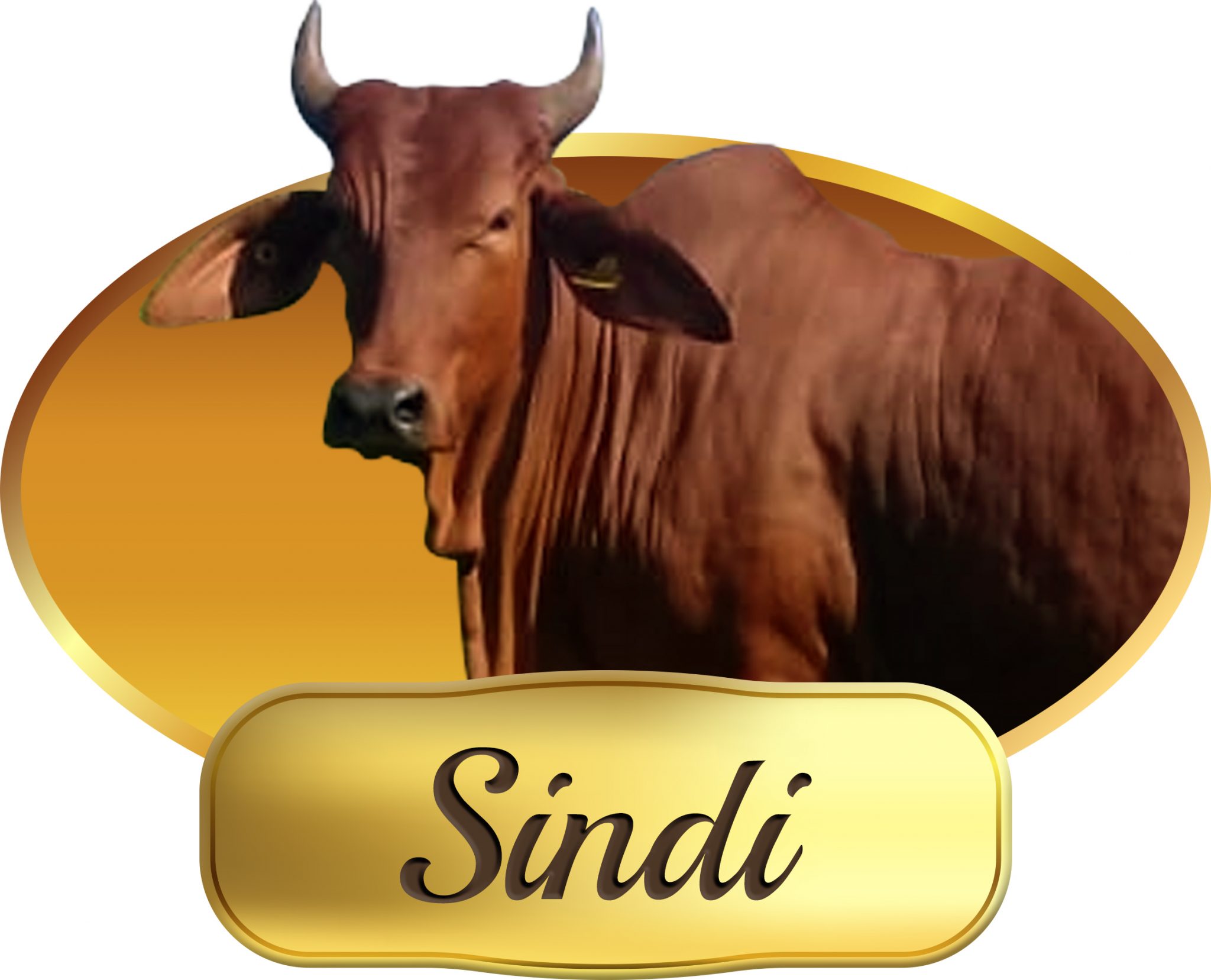 Sindi | Asociación Mexicana de Criadores de Cebu