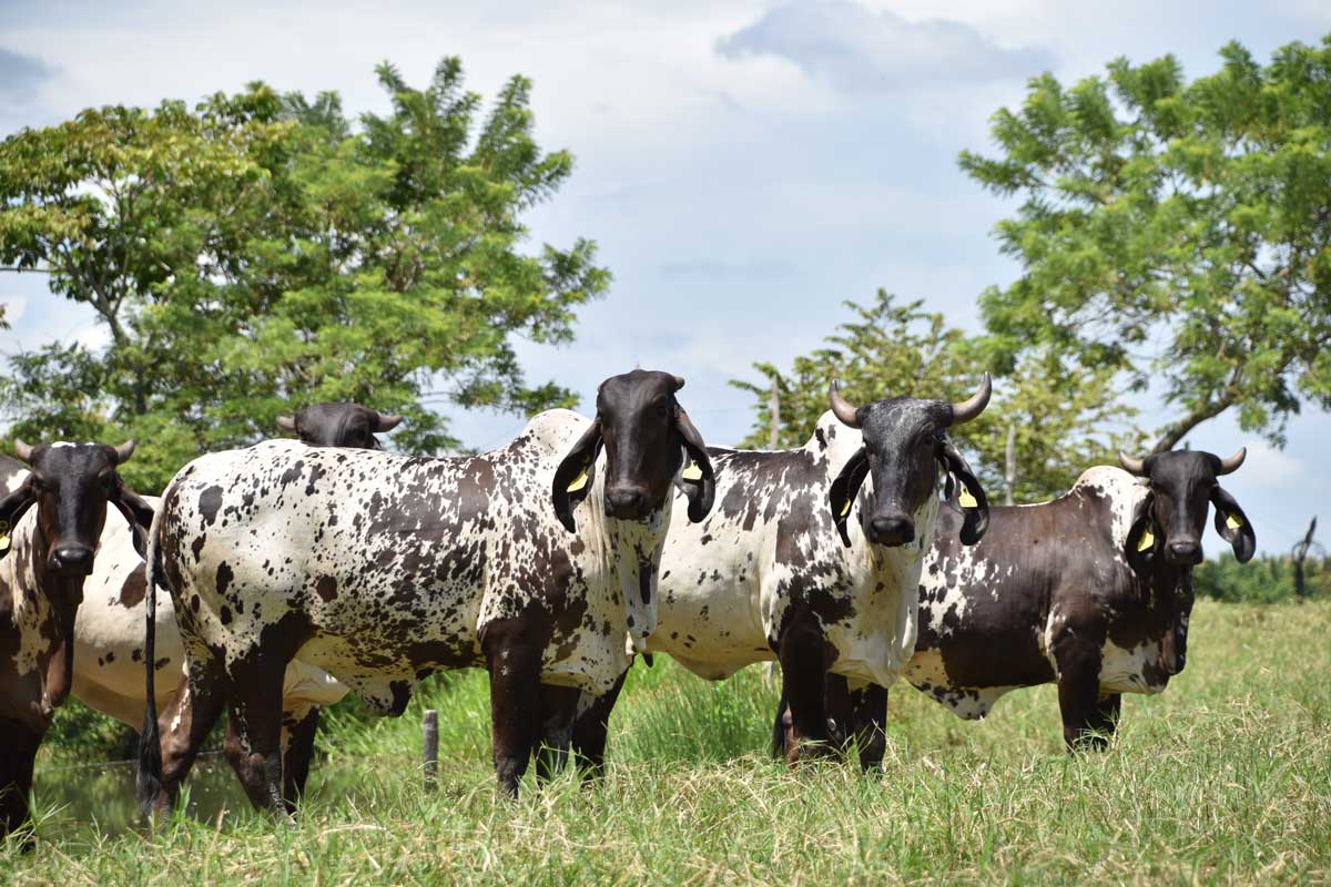 Inicio Institucional | Asociación Mexicana de Criadores de Cebu