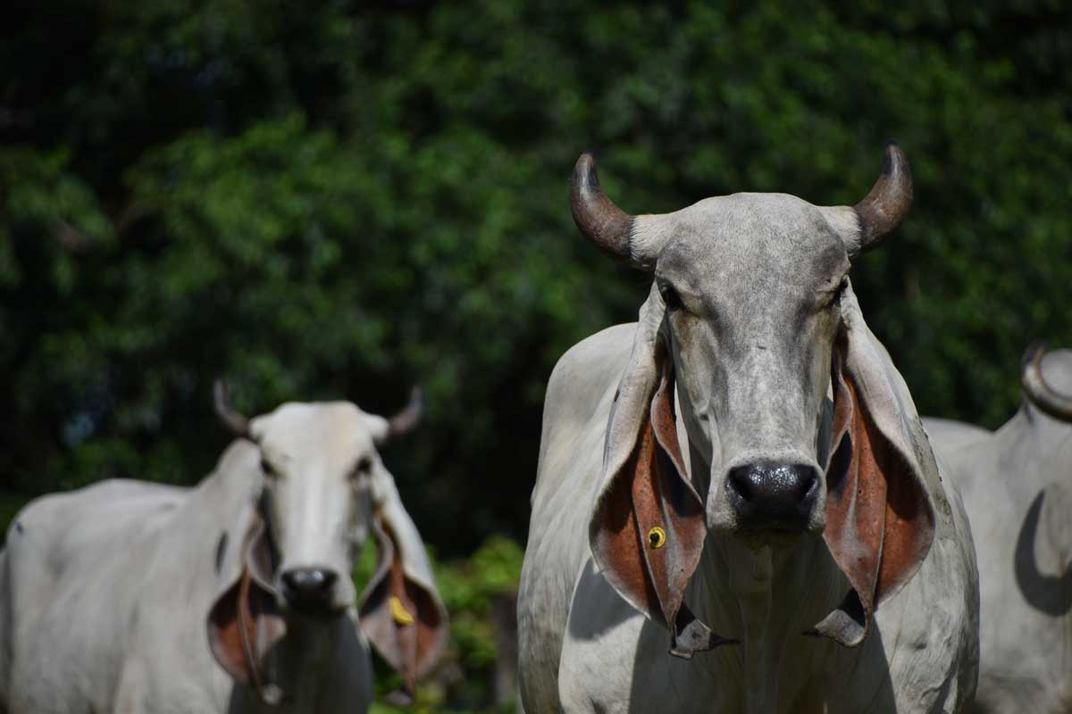 Inicio Institucional | Asociación Mexicana de Criadores de Cebu