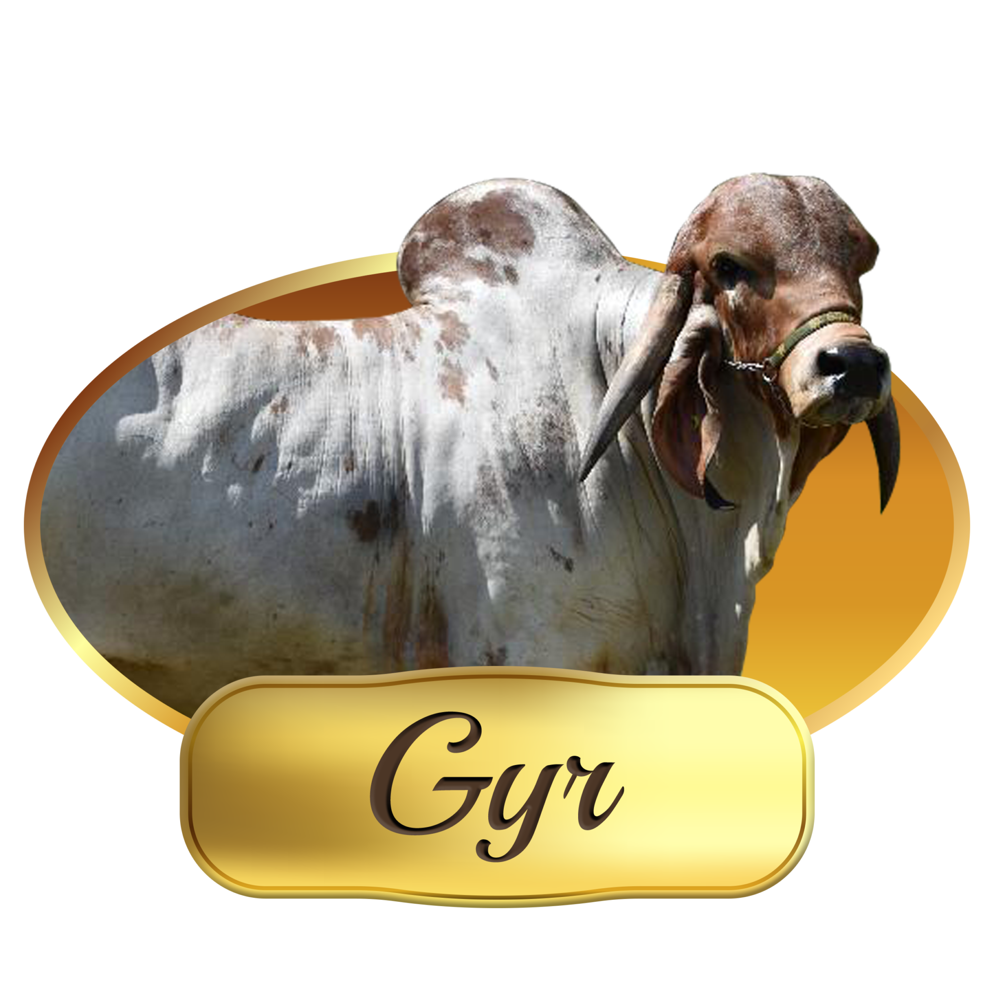 Gyr | Asociación Mexicana de Criadores de Cebu