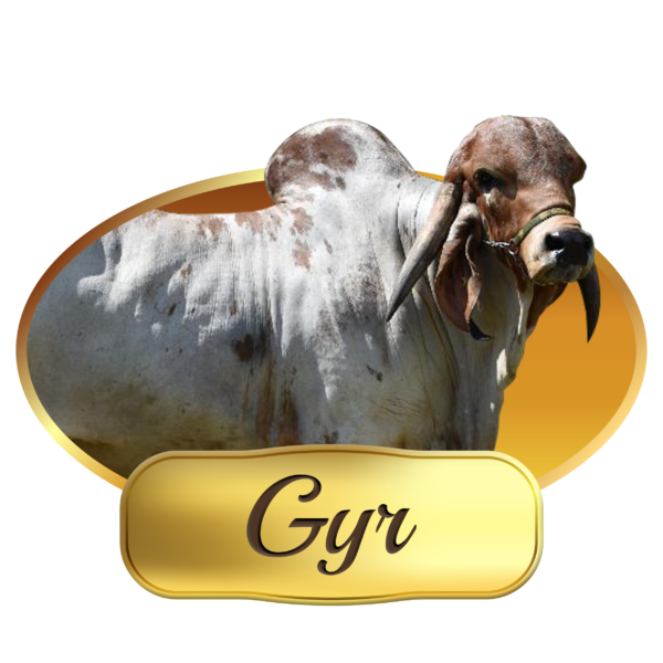 Gyr | Asociación Mexicana de Criadores de Cebu