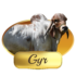 Gyr | Asociación Mexicana de Criadores de Cebu