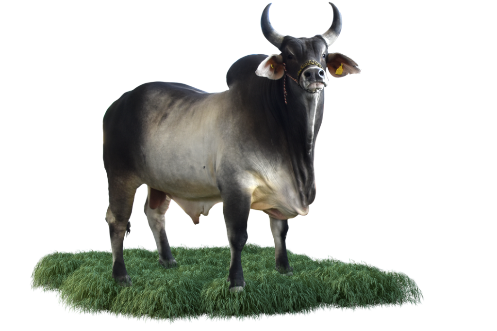 Comités de raza | Asociación Mexicana de Criadores de Cebu